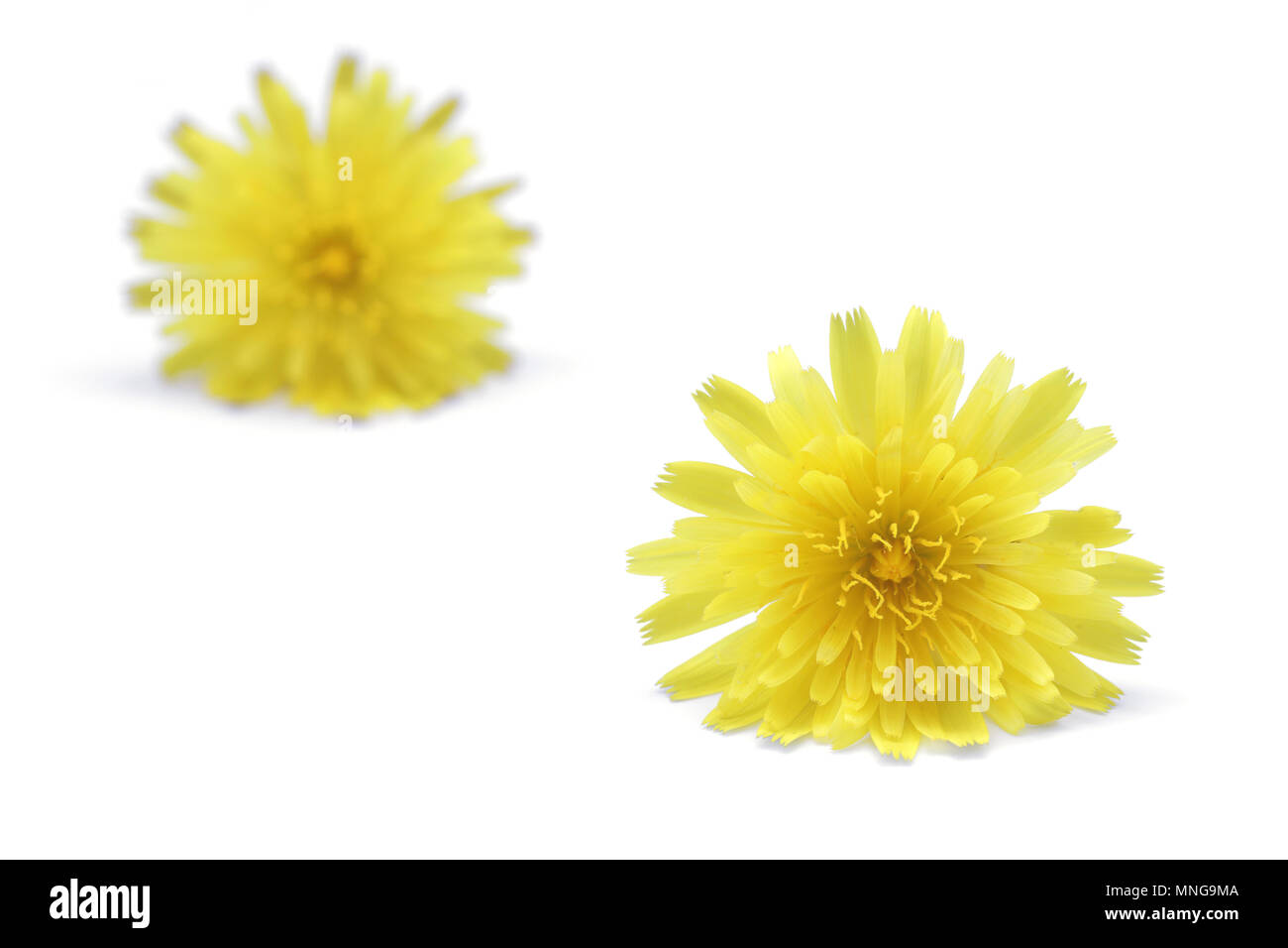 Japanese yellow dandelion flower isolated on white background Stock ...