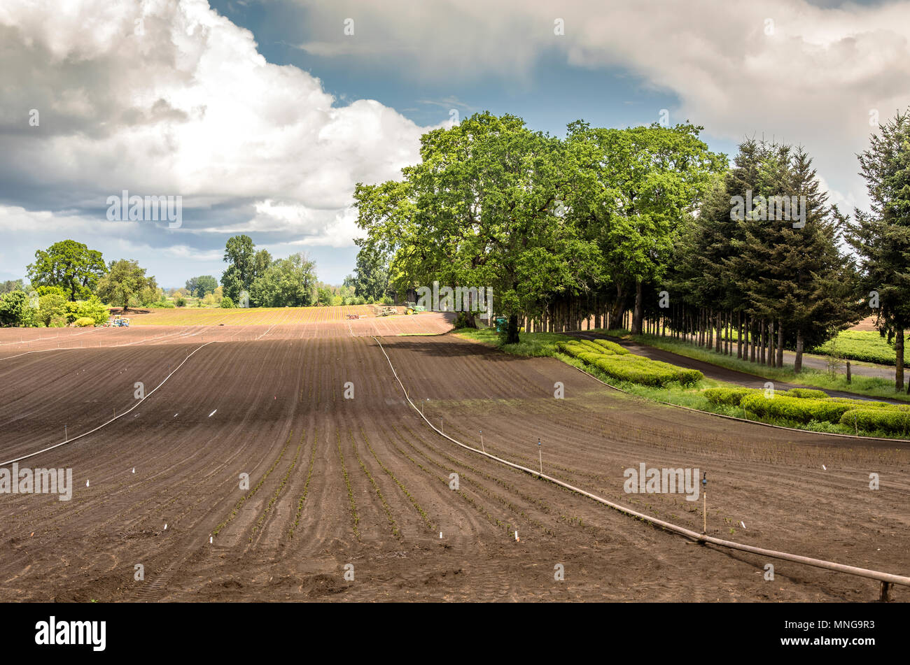 Farm field and pipes in Souvie Island rural Oregon Stock Photo - Alamy