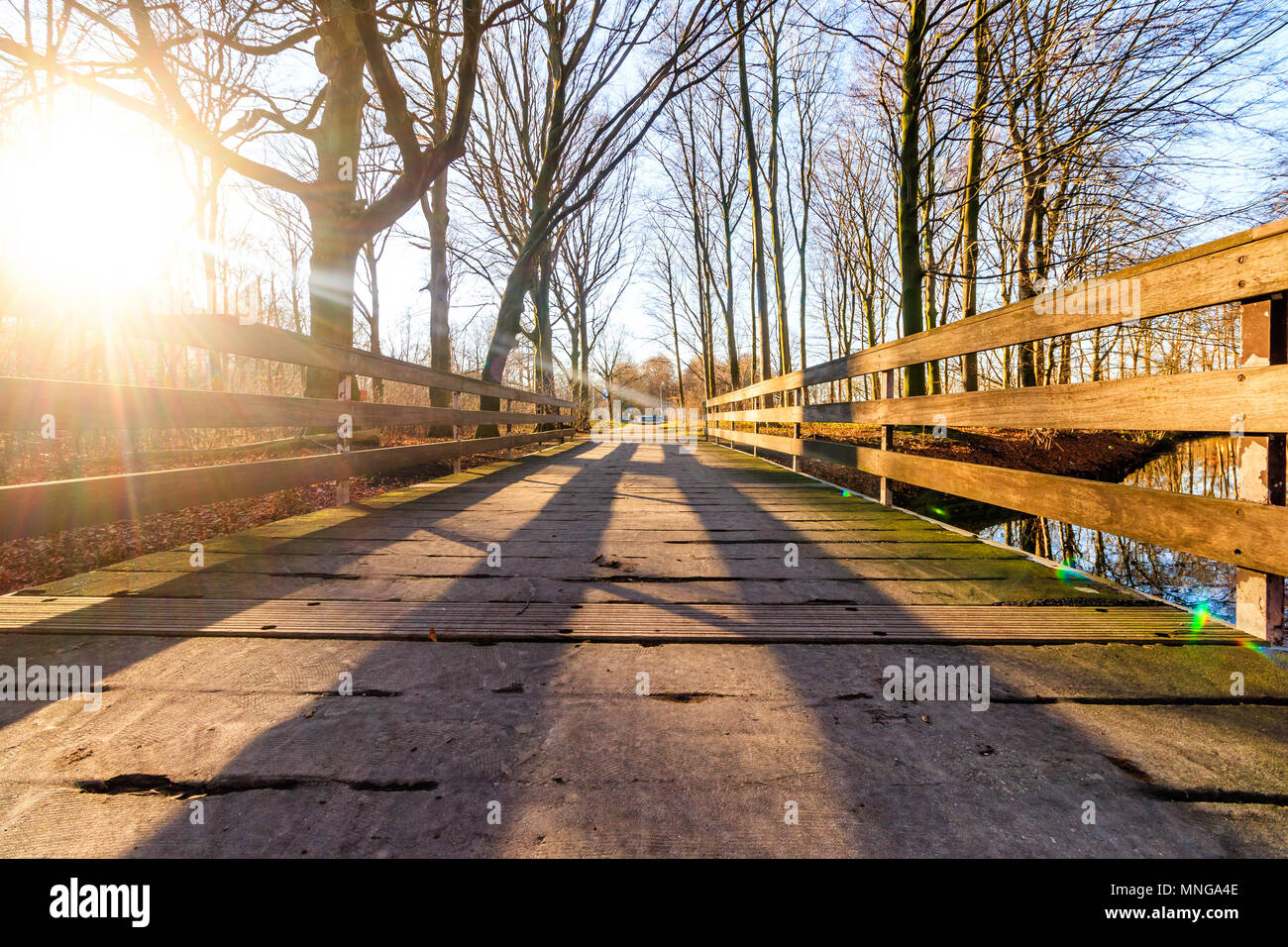 Haagse forest hi-res stock photography and images - Alamy