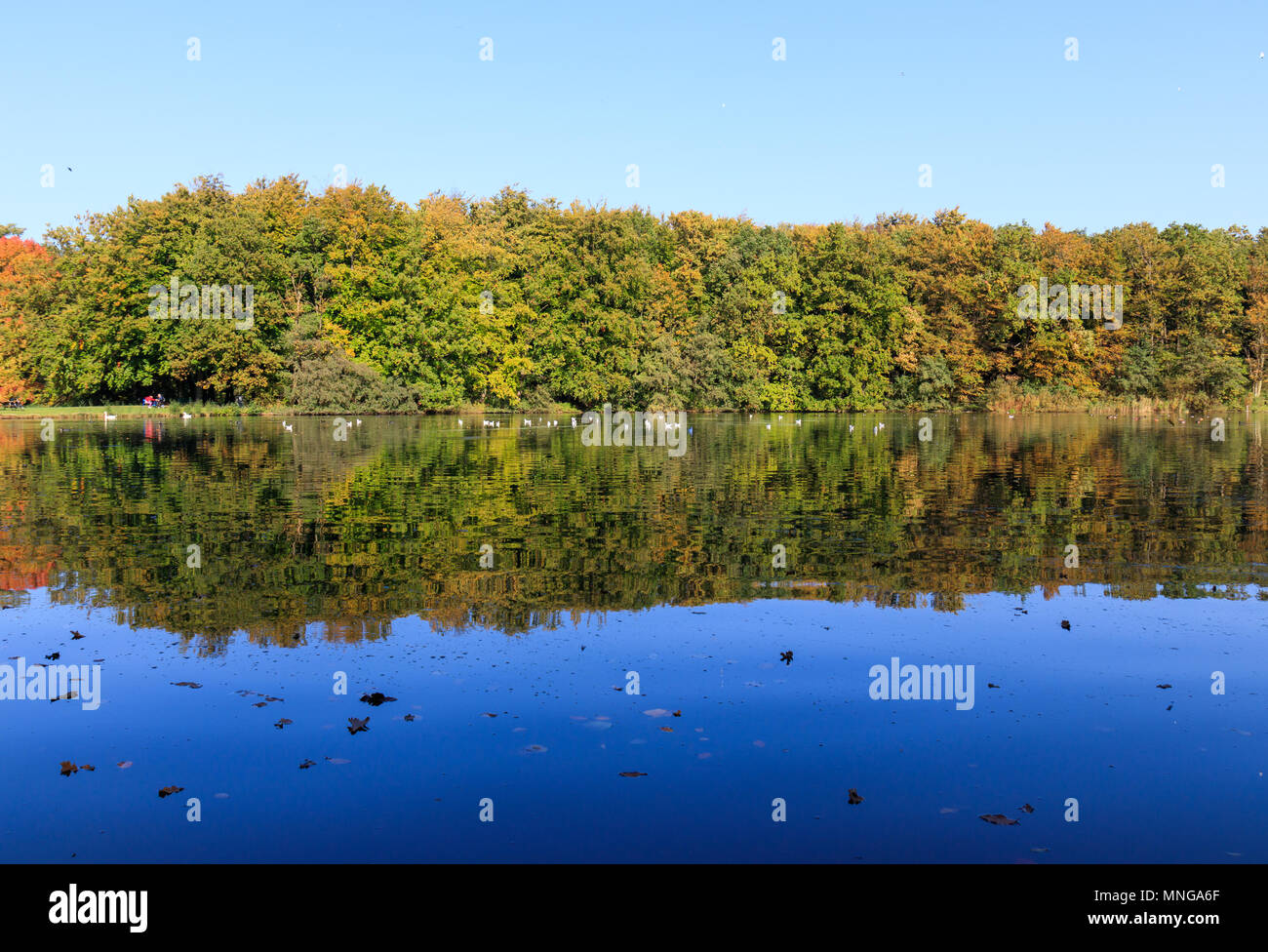 Hague bos hi-res stock photography and images - Alamy
