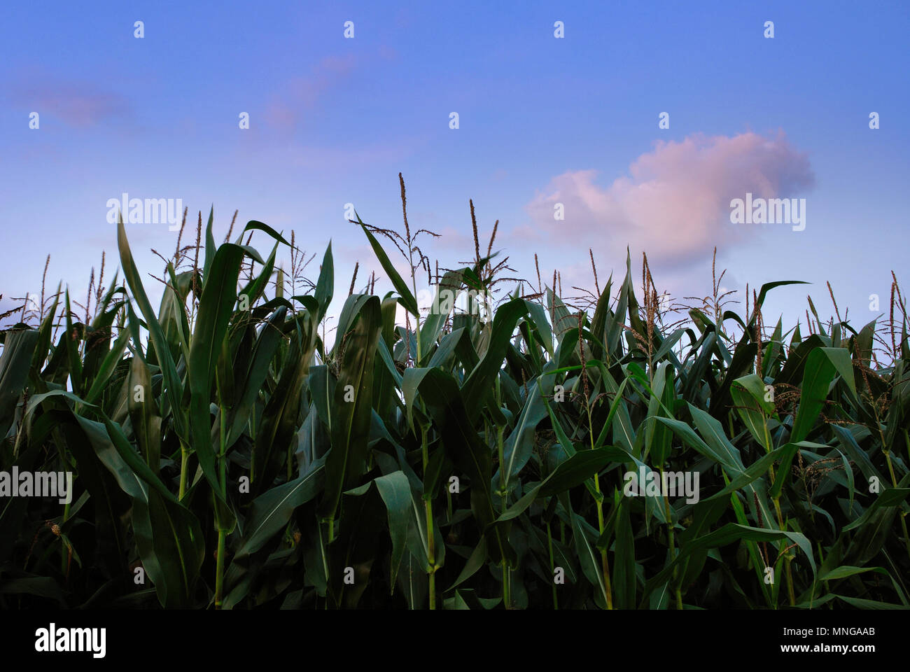 Dusk over the corn field Stock Photo - Alamy
