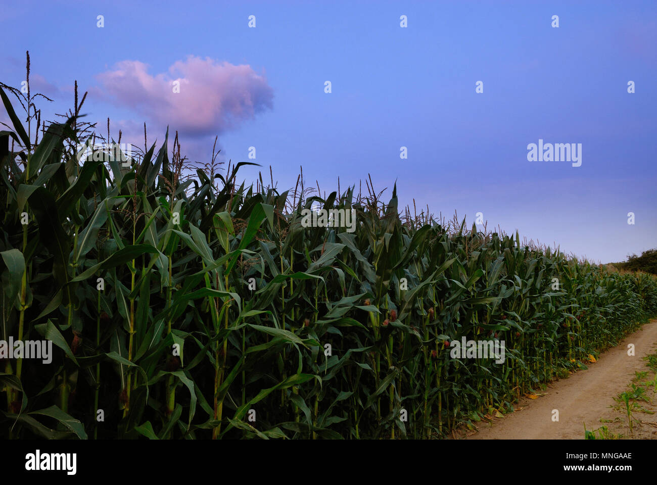 Dusk over the corn field Stock Photo - Alamy