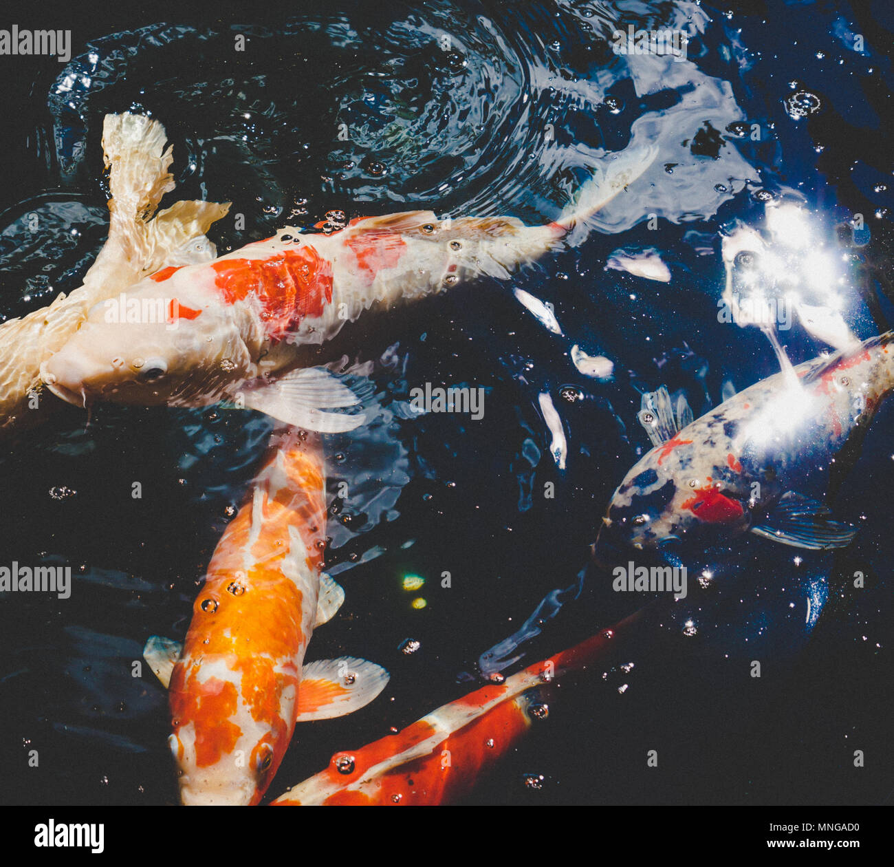 Koi Fish in Hong Kong Stock Photo - Alamy