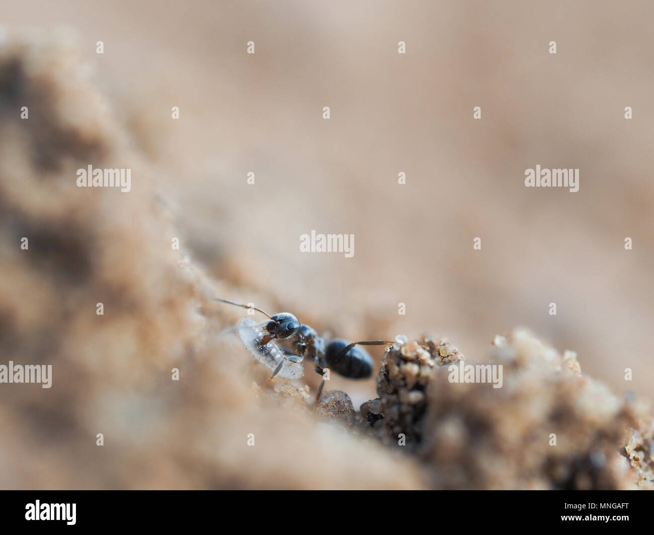 A small ant carries a larva. Background sand Stock Photo - Alamy