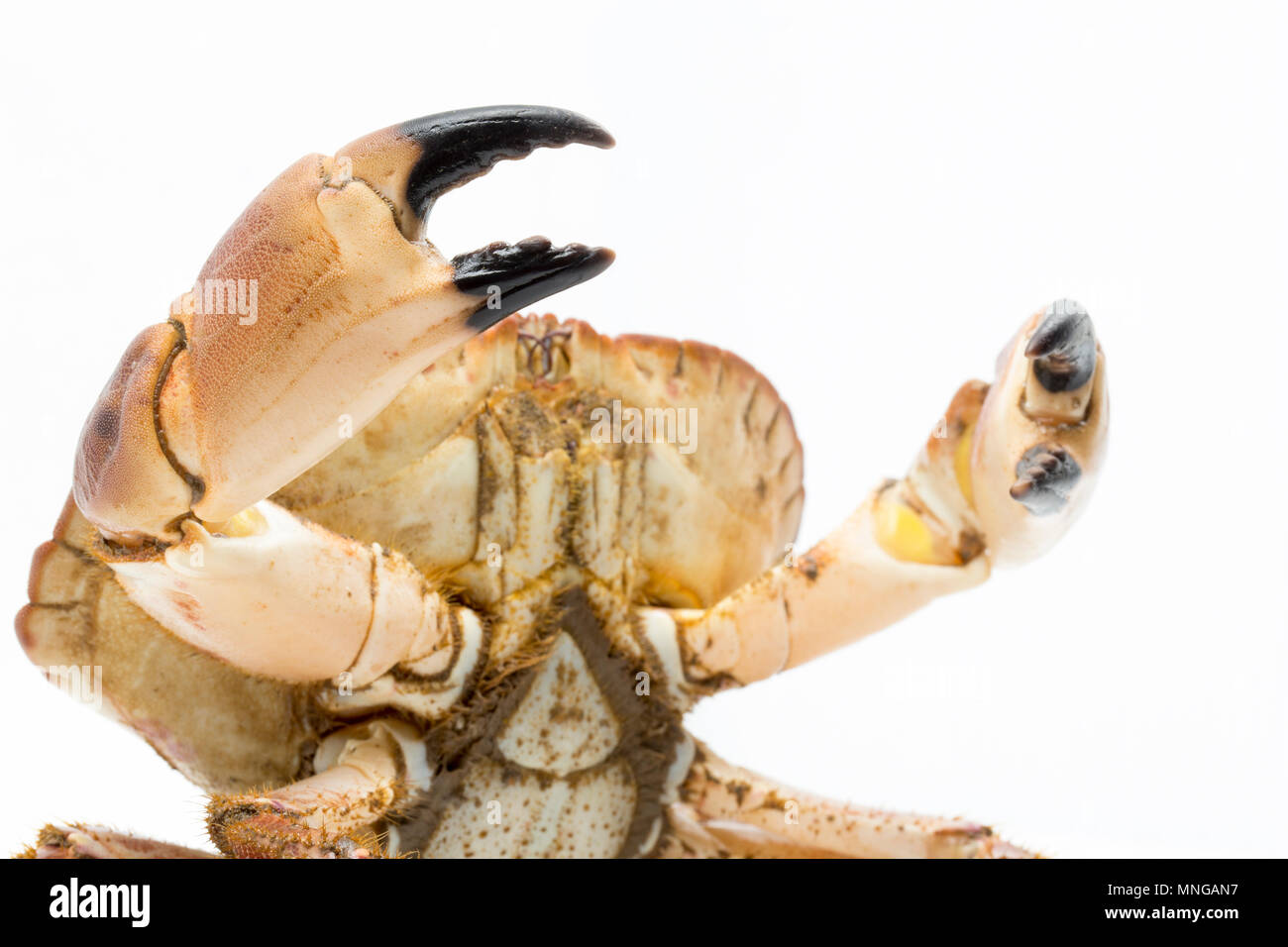 A female, or hen, edible crab Cancer pagurus, caught in a crab pot in ...