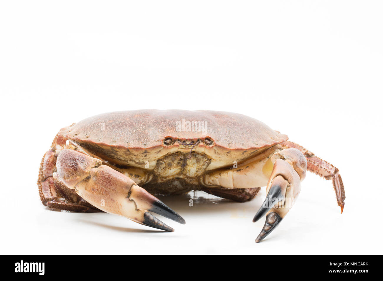 English channel crab Cut Out Stock Images & Pictures - Alamy
