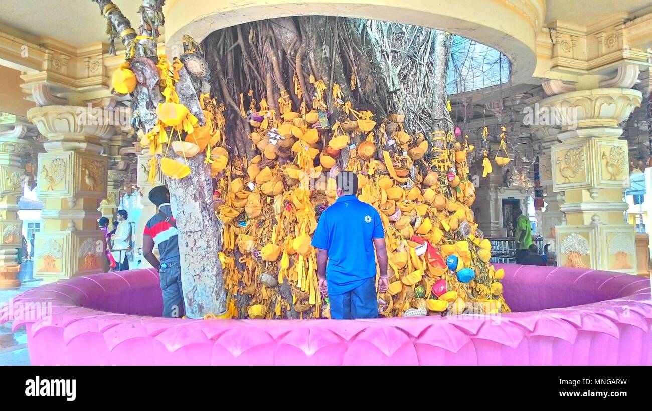 Indian wish tree hi-res stock photography and images - Alamy