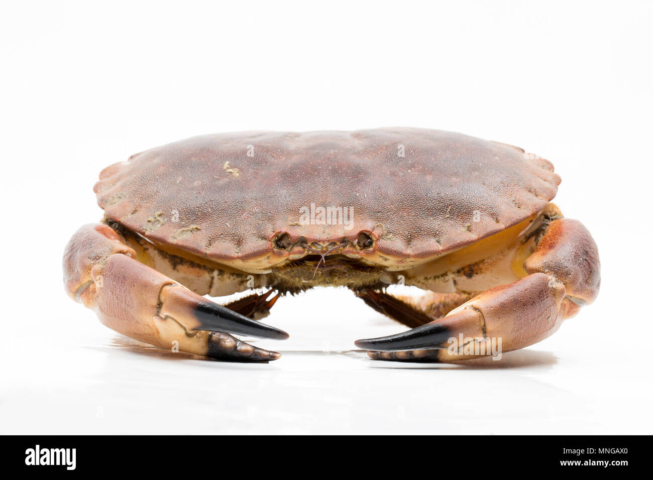 A female, or hen, edible crab Cancer pagurus, caught in a crab pot in ...