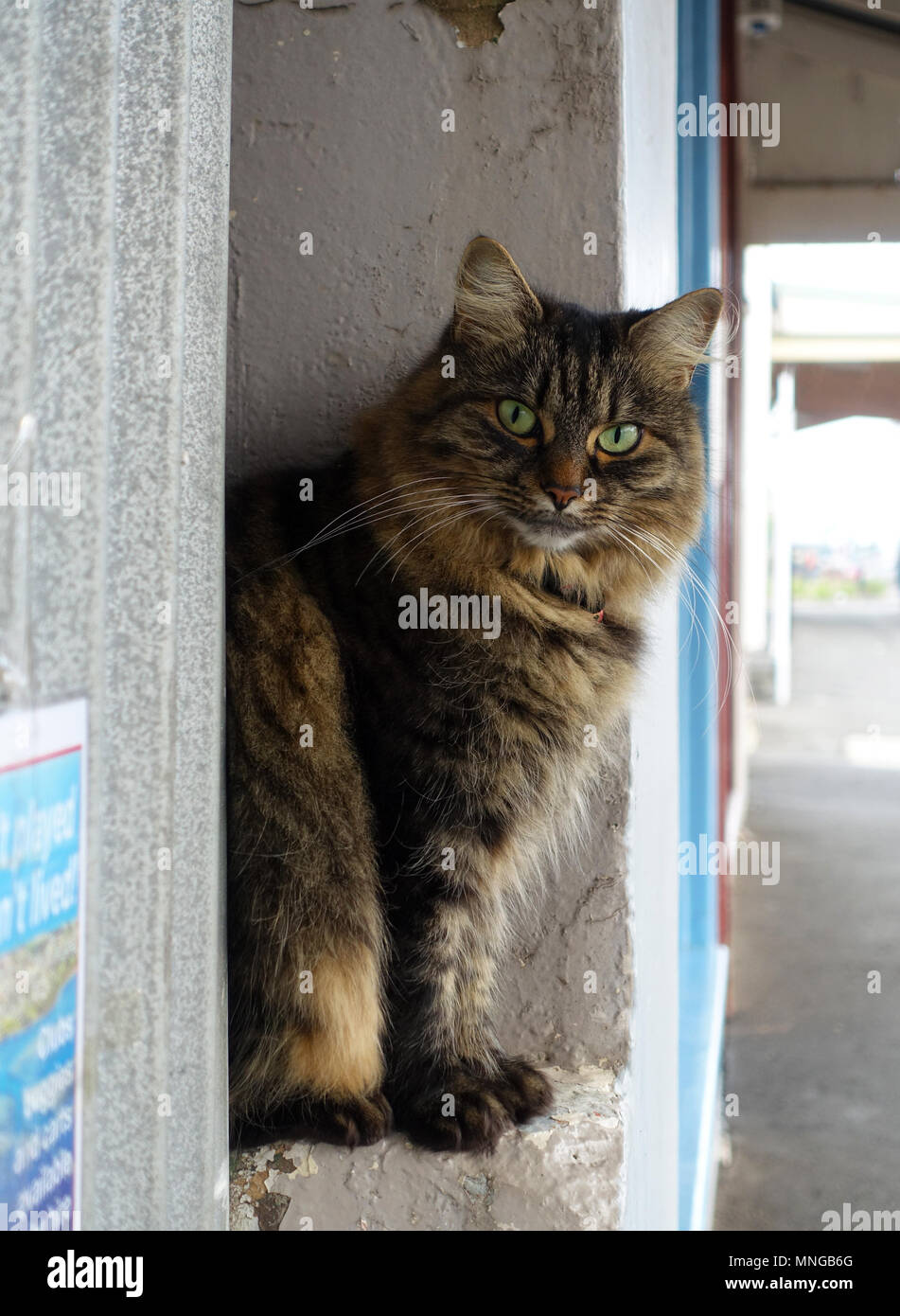 Large Fluffy Maine Coone style cat Stock Photo - Alamy