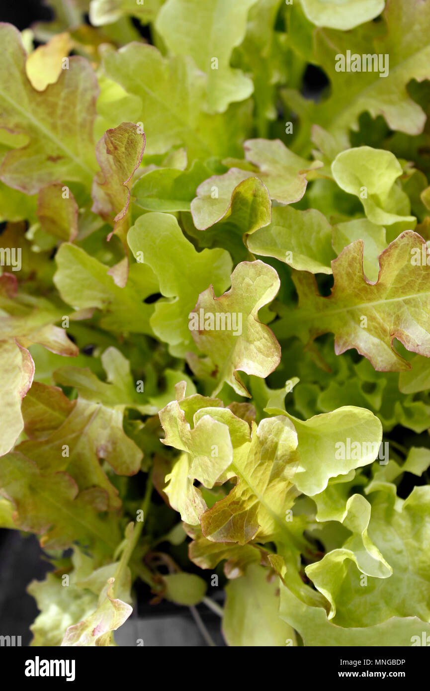 Catalogna lettuce hi-res stock photography and images - Alamy