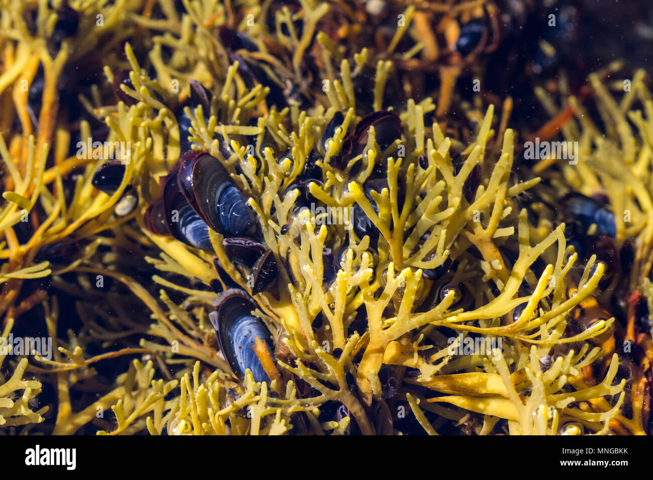 Mollusks and seaweed in shallow water. Close up image Stock Photo - Alamy