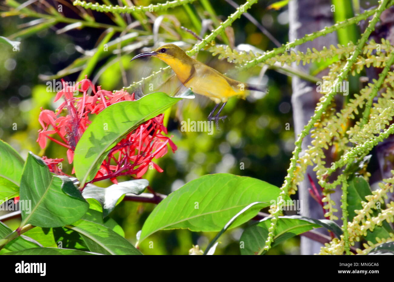 olive backed sunbird Stock Photo - Alamy