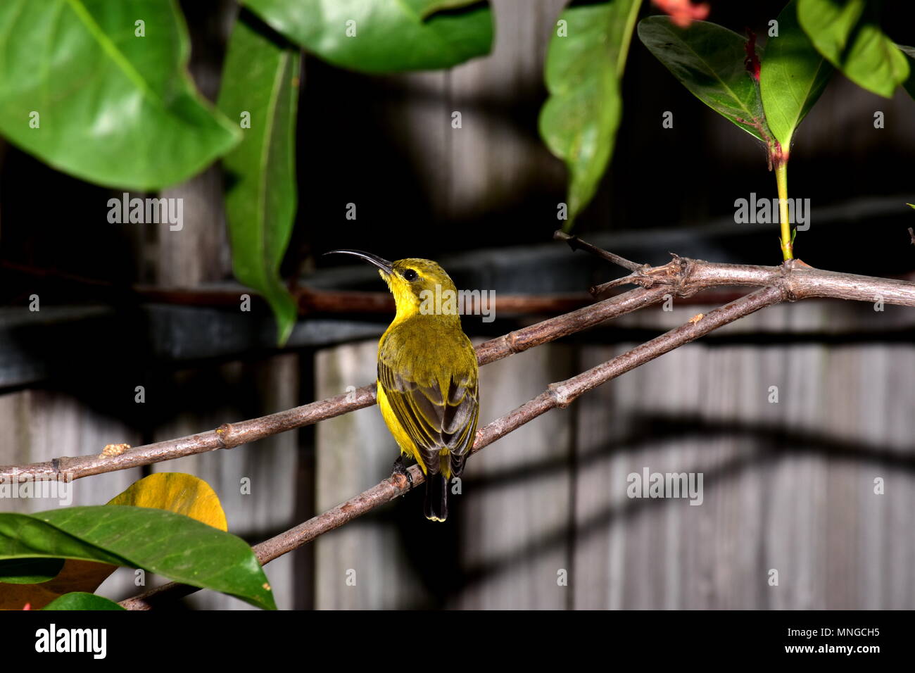 Garden sunbird cinnyris jugularis hi-res stock photography and images ...