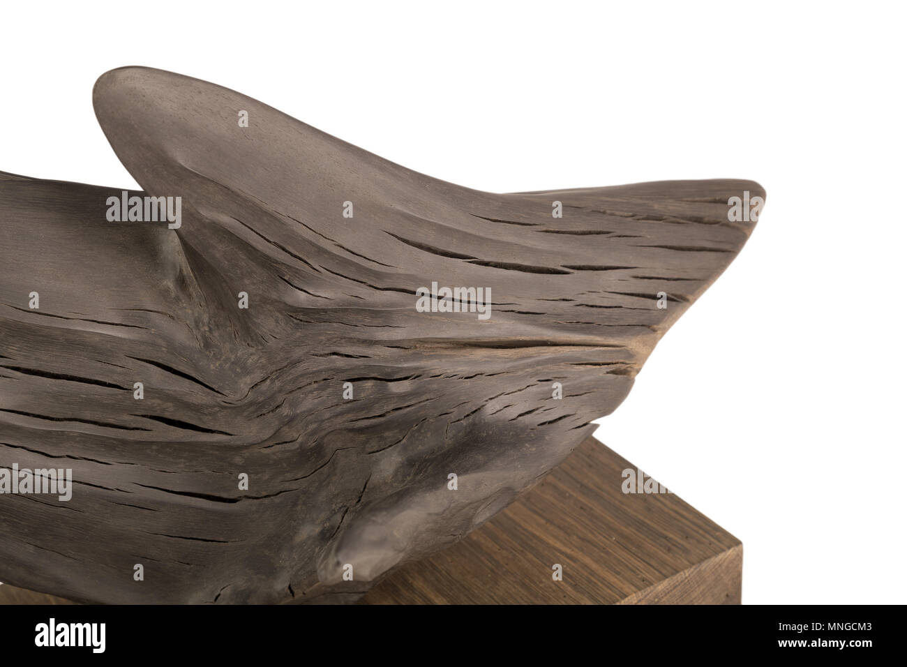 A product made from the roots of an old oak tree on a white background ...