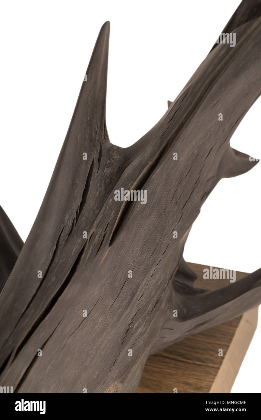 A product made from the roots of an old oak tree on a white background ...