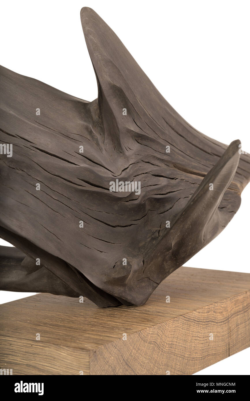 Oak tree roots hand hi-res stock photography and images - Alamy