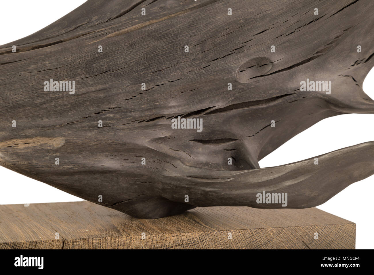 A product made from the roots of an old oak tree on a white background ...