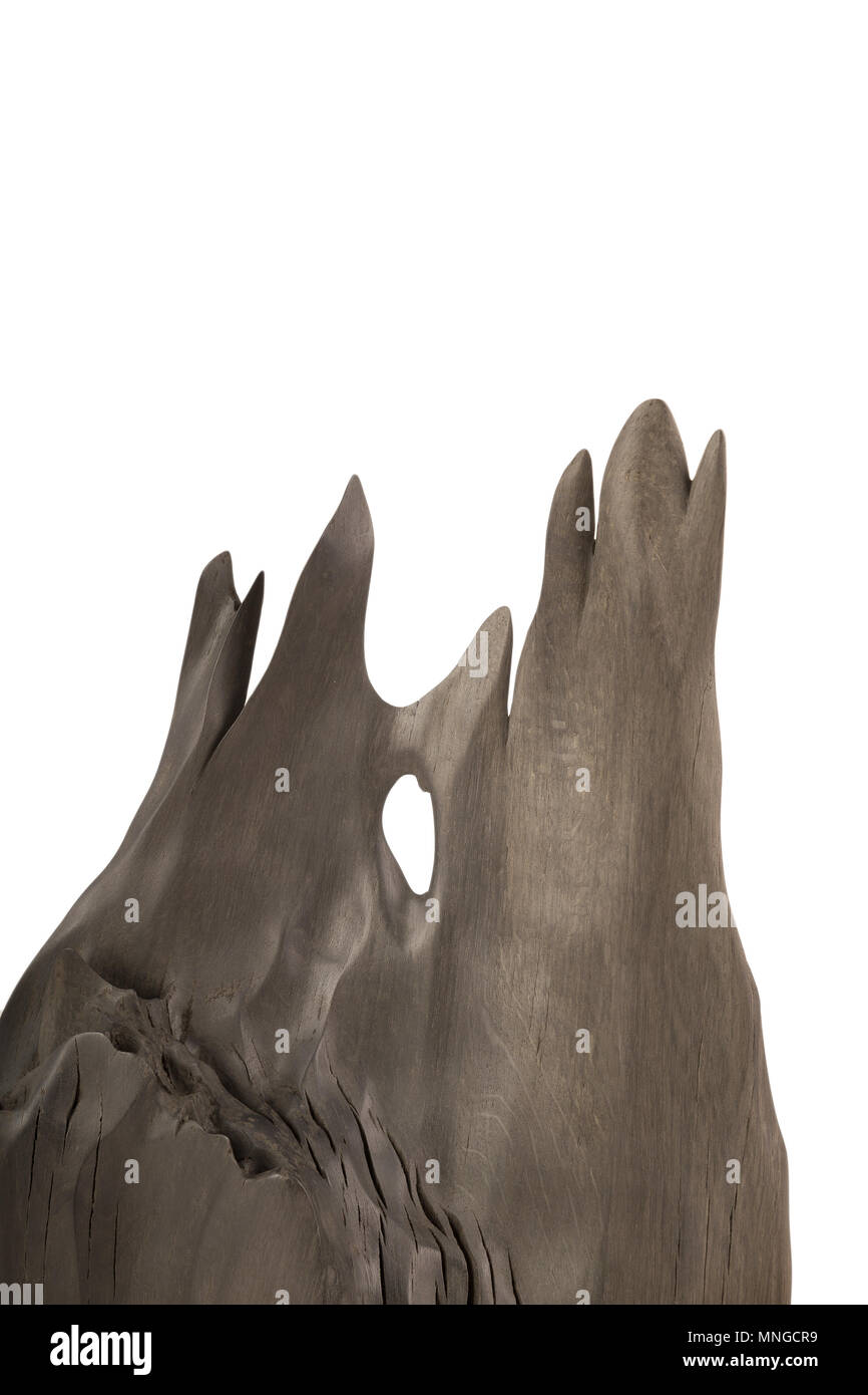 Oak tree roots hand hi-res stock photography and images - Alamy