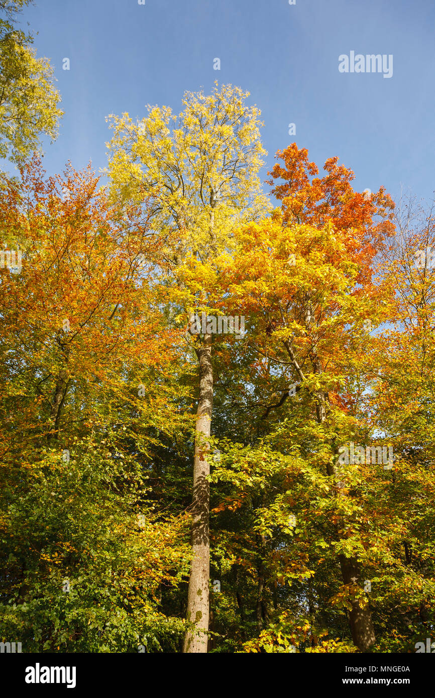 Oak trees quercus maple trees hi-res stock photography and images - Alamy