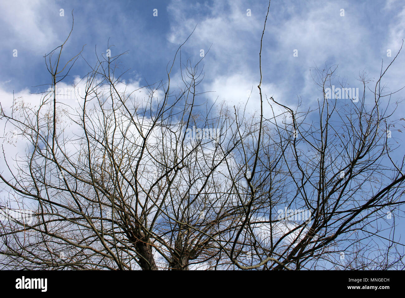 Beech tree leaf cutout hi-res stock photography and images - Alamy
