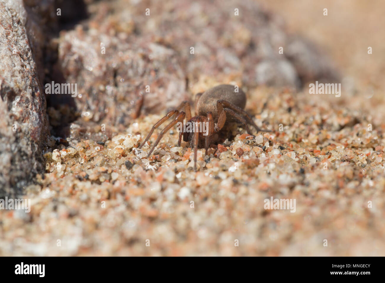 Brown ground spider Stock Photo - Alamy