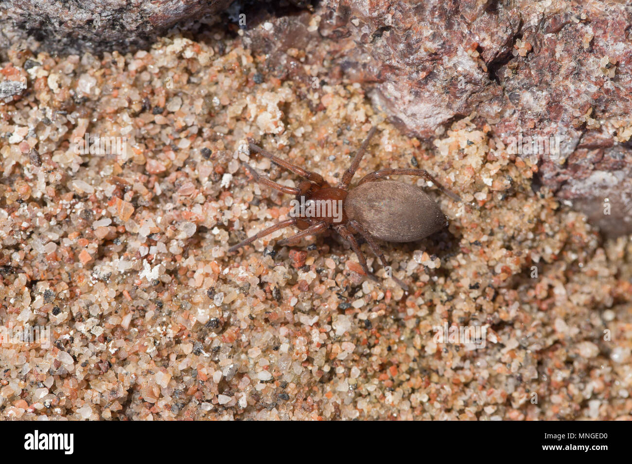 Brown ground spider Stock Photo - Alamy