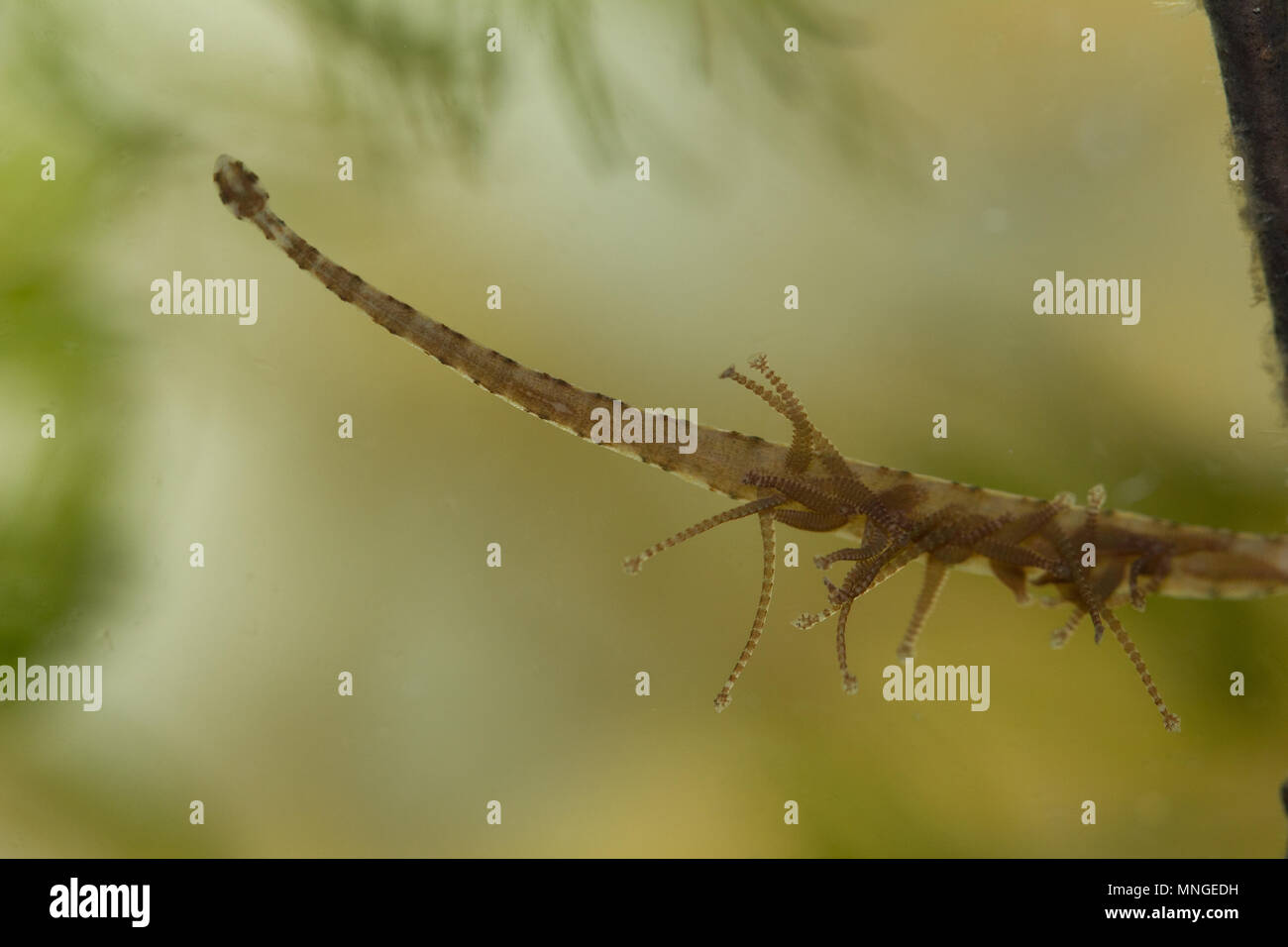 Leech hemiclepsis marginata hi-res stock photography and images - Alamy