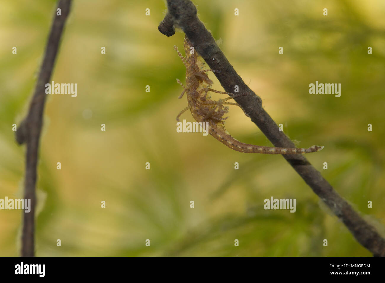 Glossiphoniidae hi-res stock photography and images - Alamy