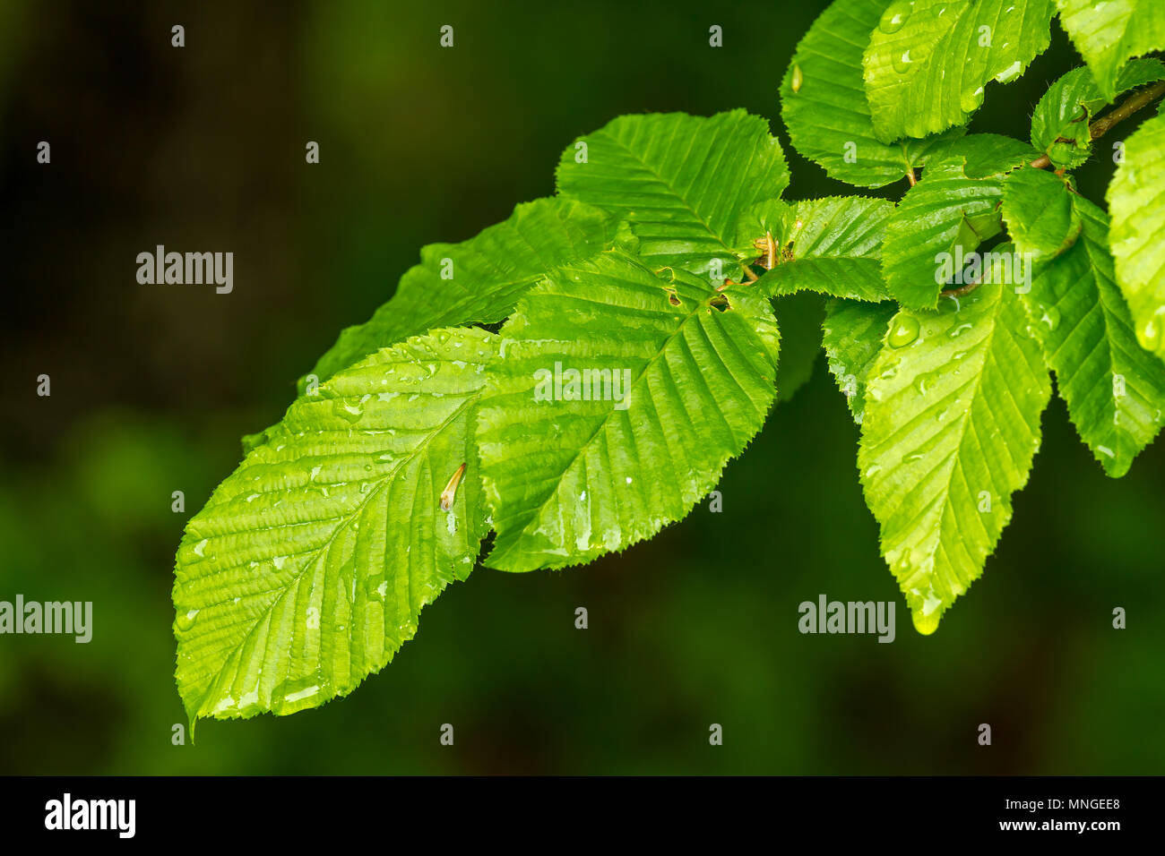 Lush hornbeam tree foliage hi-res stock photography and images - Alamy