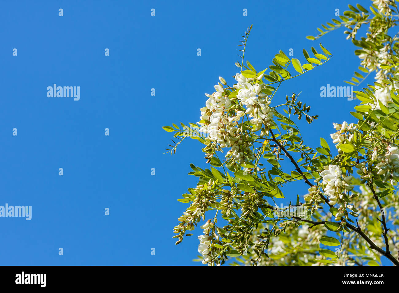 Flowering acacia white white flowers hi-res stock photography and ...