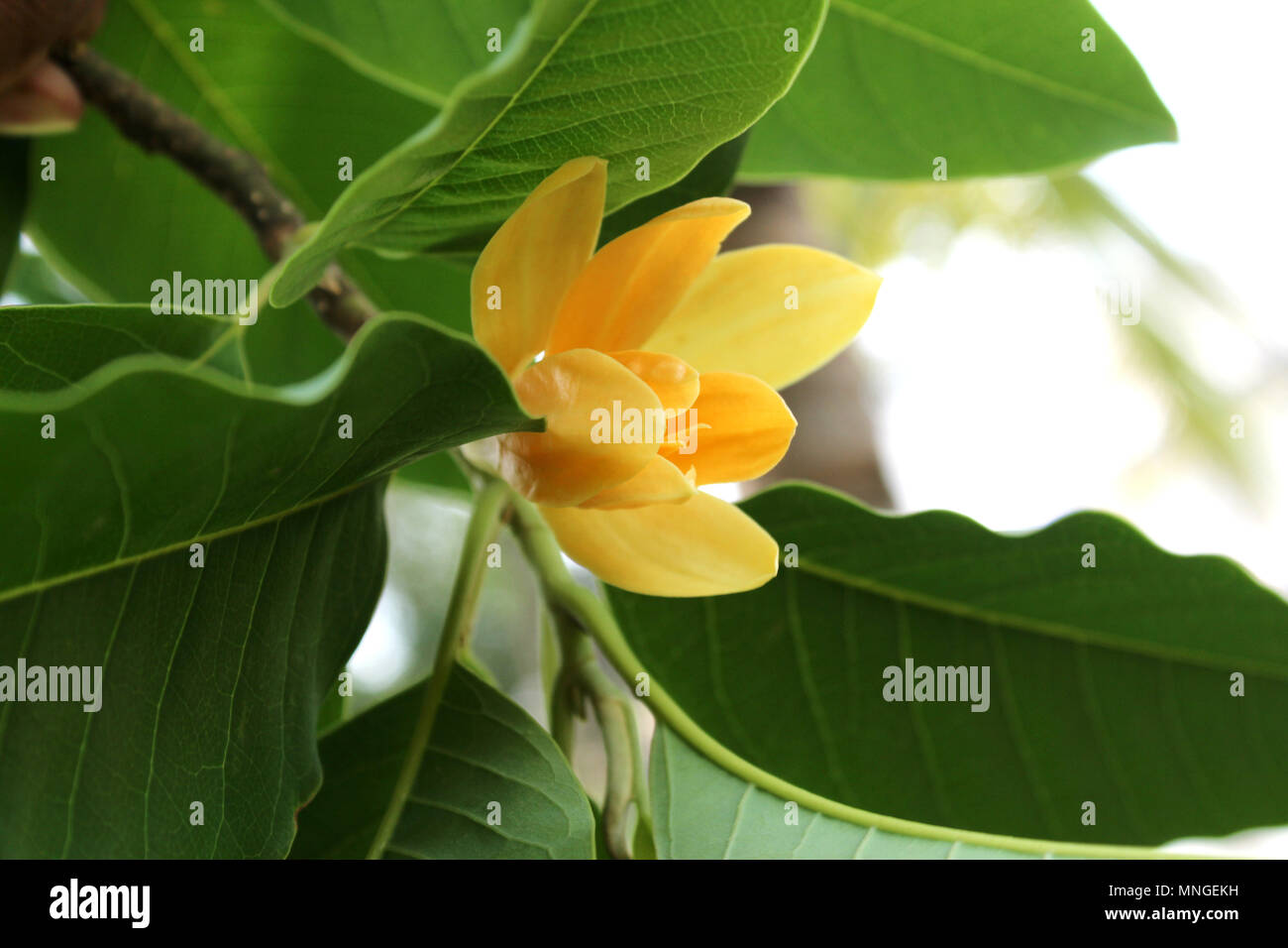 Magnolia champaca Flower Stock Photo - Alamy