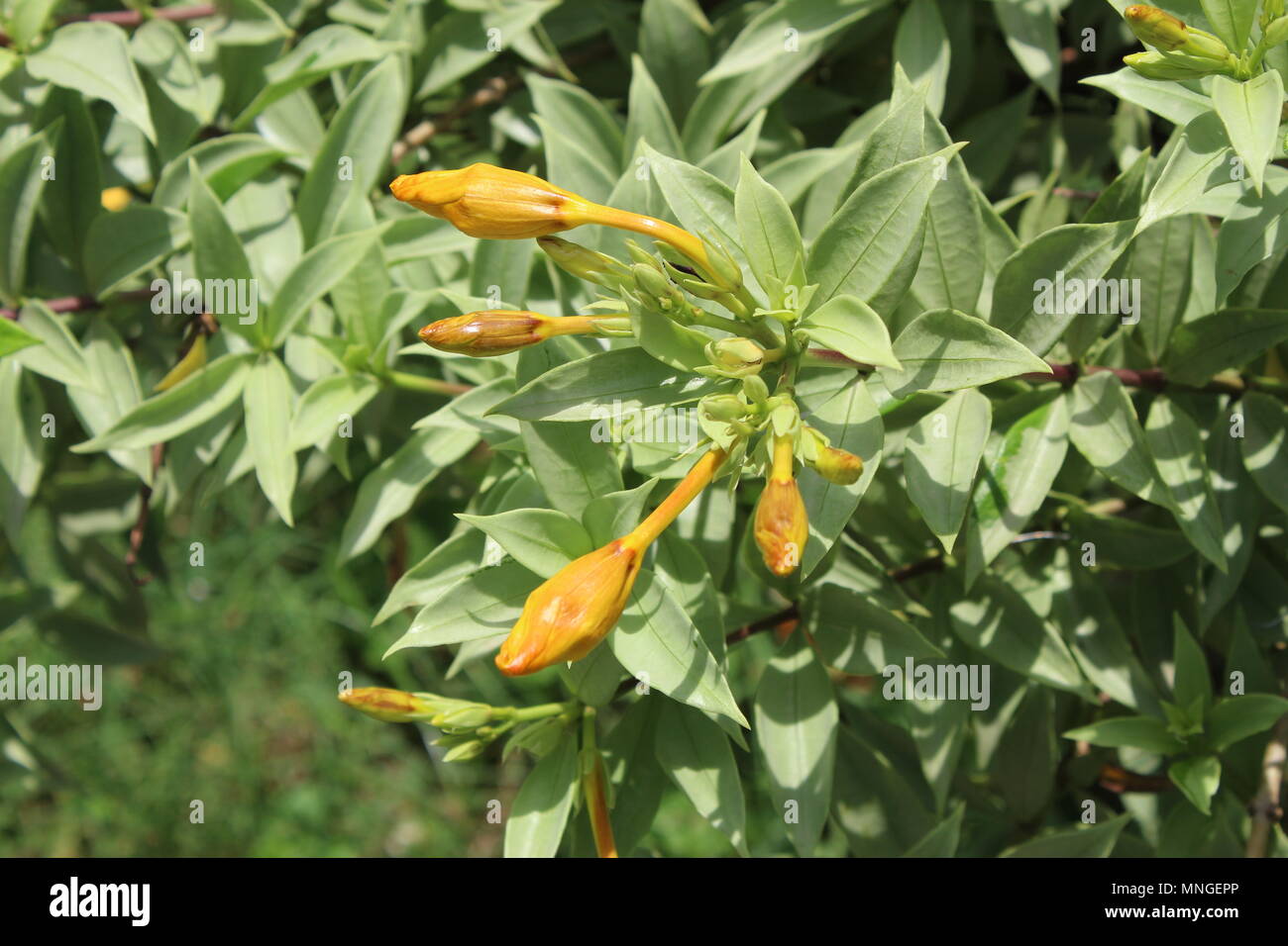 Golden flowers hi-res stock photography and images - Alamy