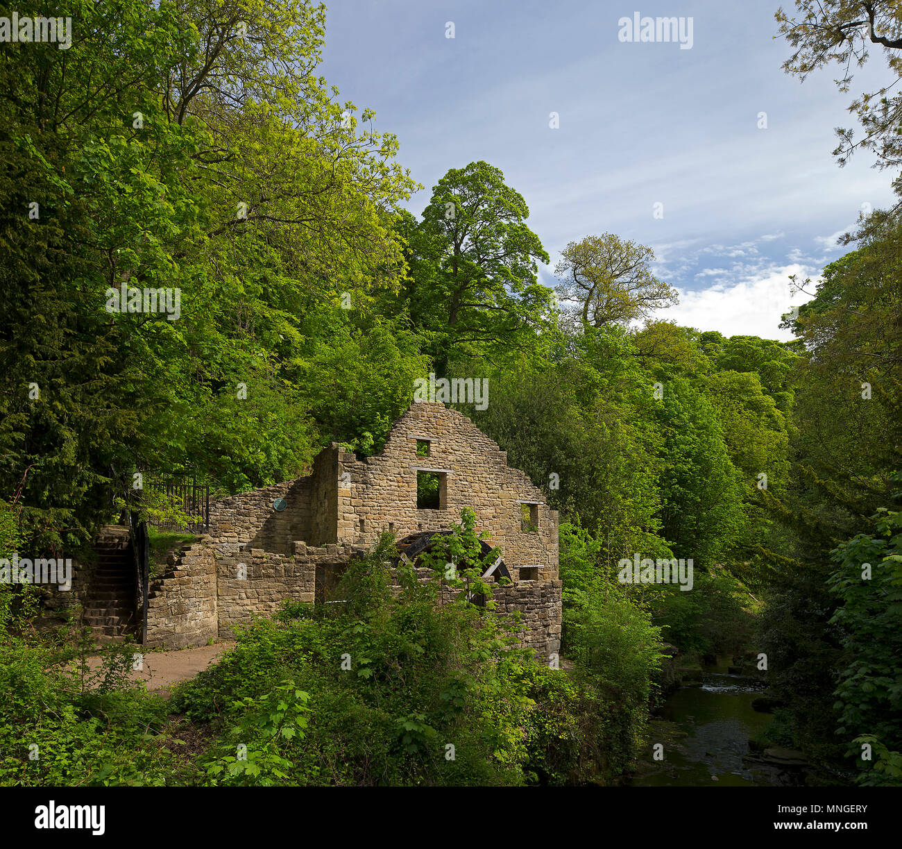 Jesmond Dene in Summer, Newcastle upon Tyne, Tyne & Wear, England ...