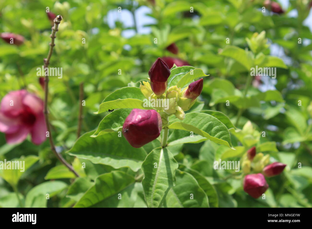 Beautiful pink allamanda and flower buds in the garden with green ...