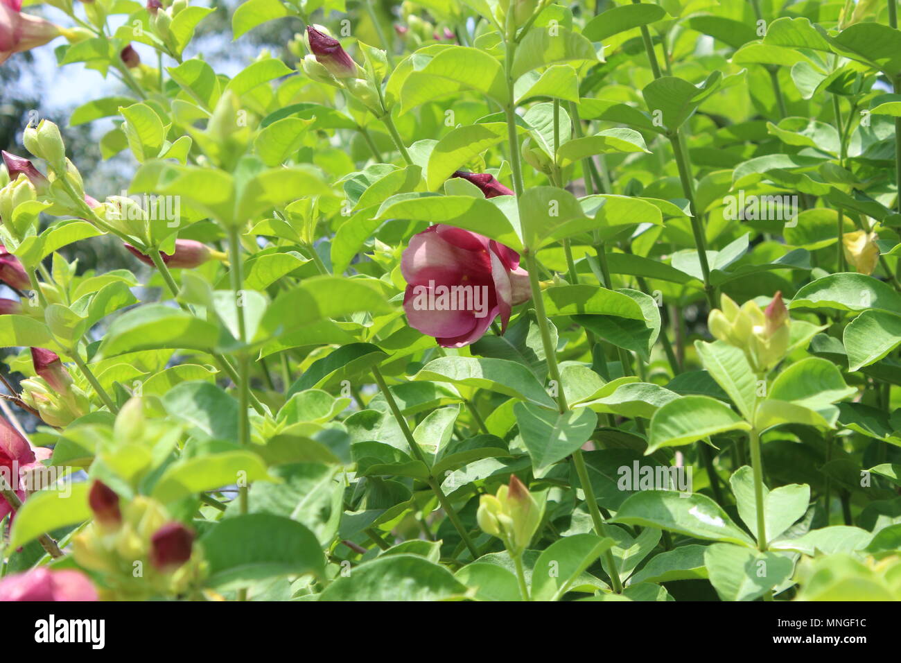 Beautiful pink allamanda and flower buds in the garden with green ...