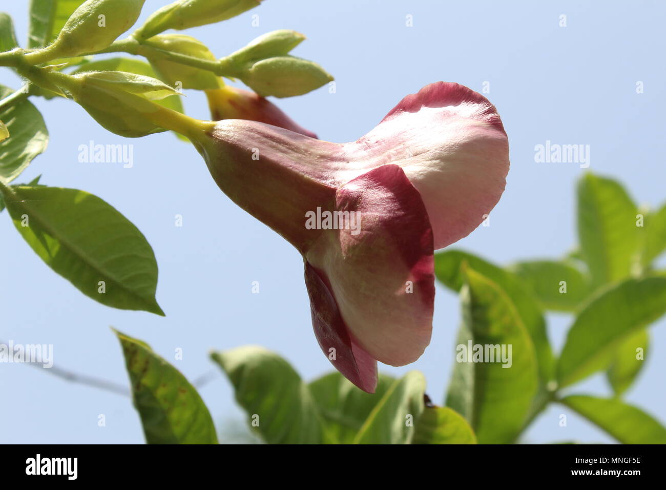 Beautiful pink allamanda and flower buds in the garden with green ...