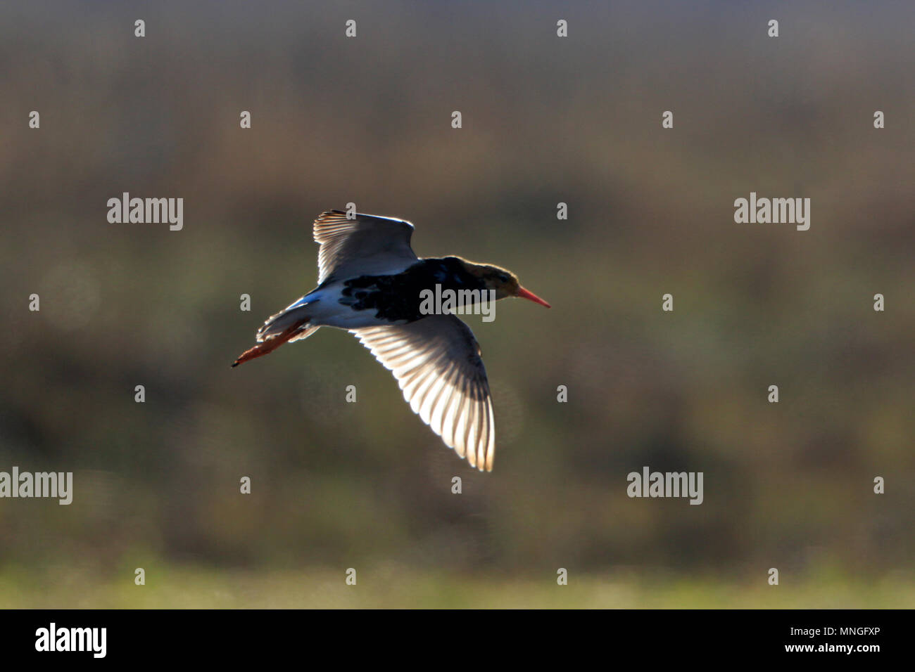 Backlit Male Ruff in flight in Finland Stock Photo - Alamy