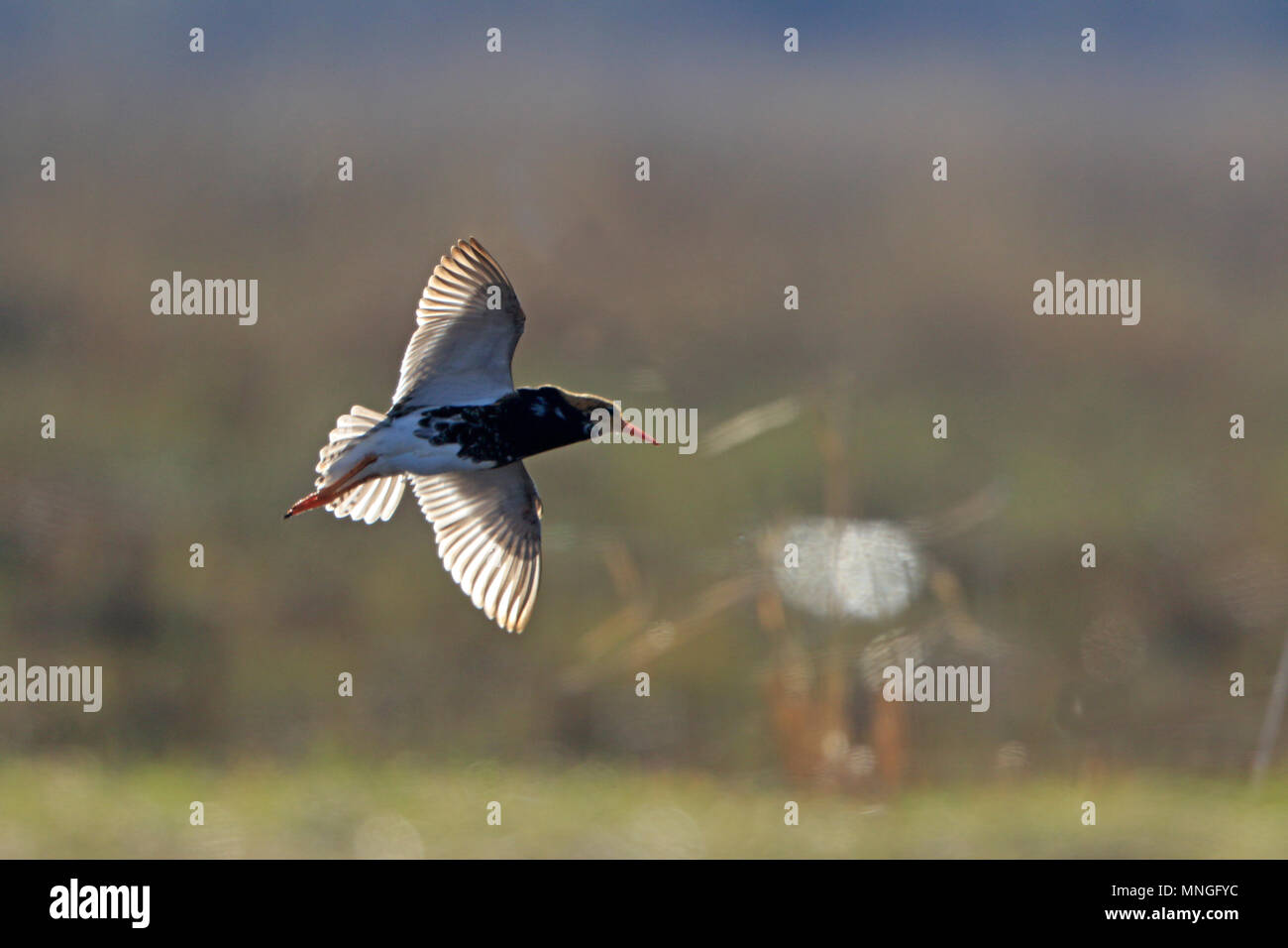 Backlit Male Ruff in flight in Finland Stock Photo - Alamy