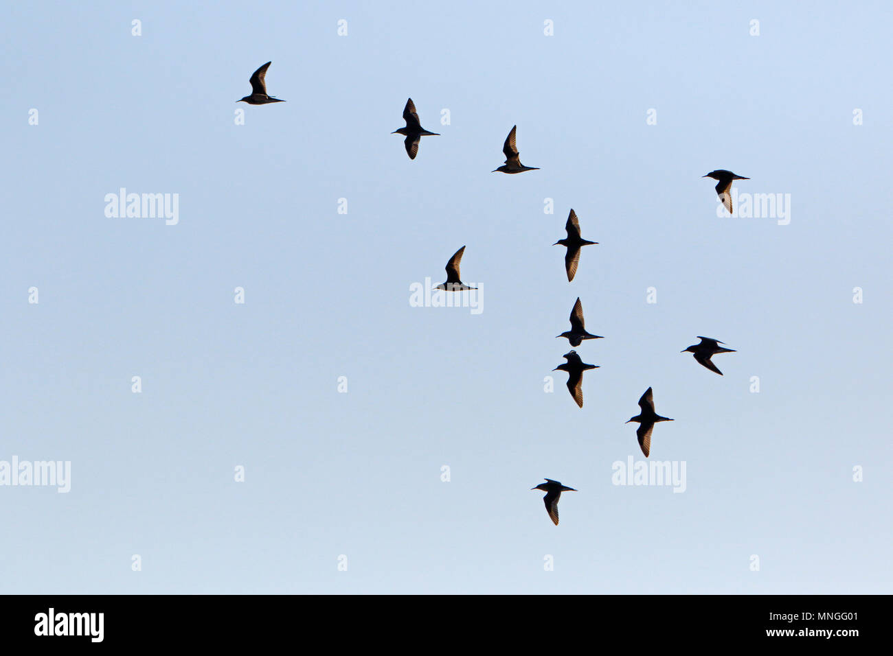 Group of Male Ruff in flight over a lek in Finland Stock Photo - Alamy