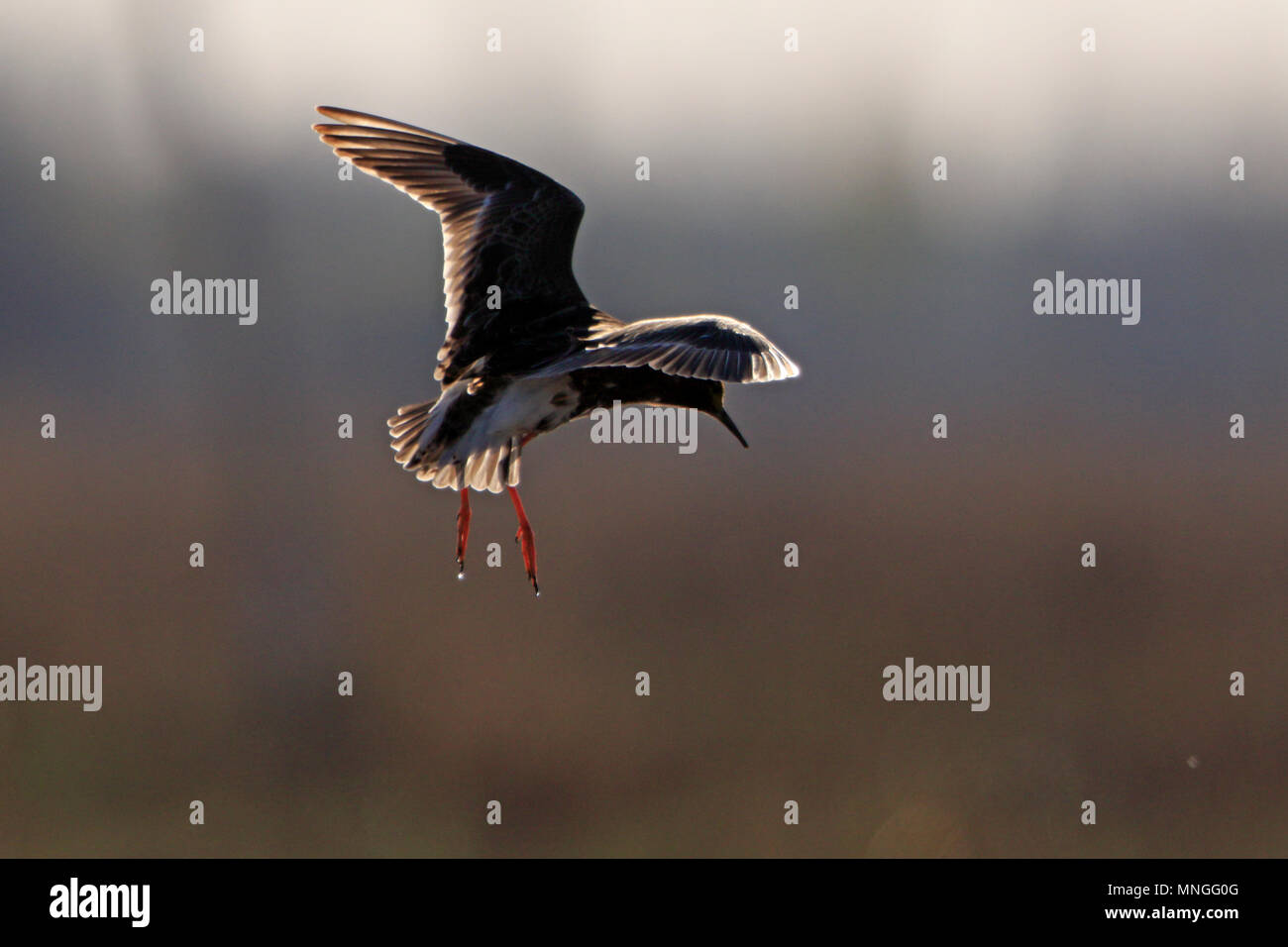 Male finland hi-res stock photography and images - Alamy
