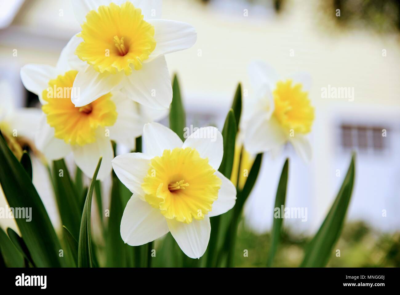 Happy daffodils hi-res stock photography and images - Alamy
