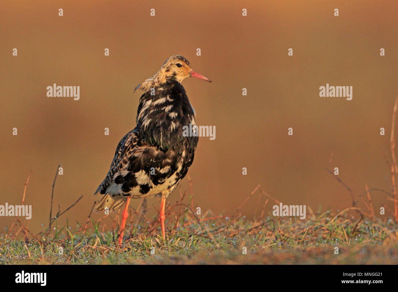 Male Ruff on a lek in Finland Stock Photo - Alamy