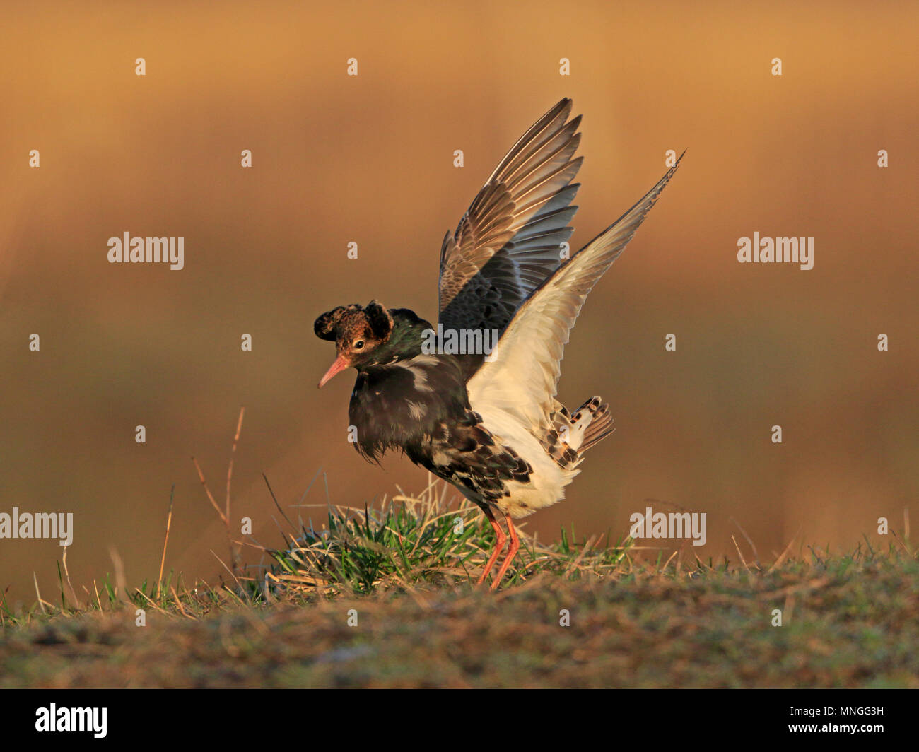 Male Ruff displaying on a lek in Finland Stock Photo - Alamy
