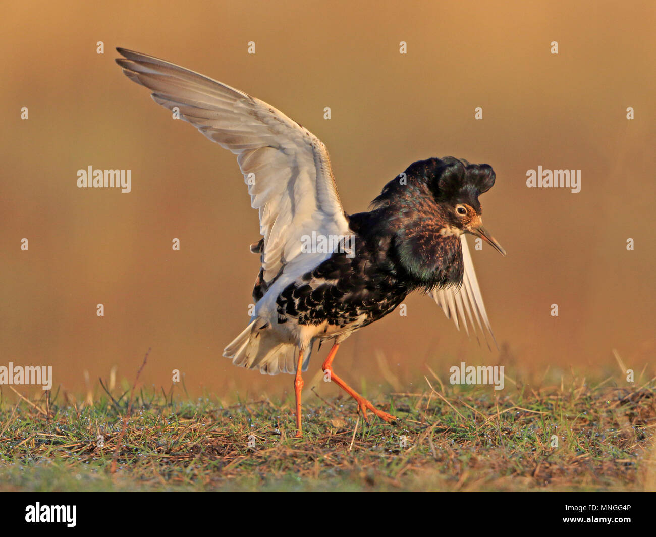 Male Ruff displaying on a lek in Finland Stock Photo - Alamy