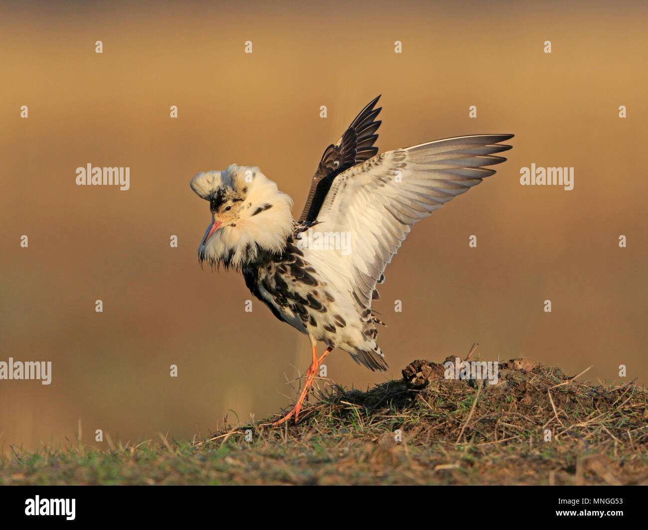 Male Ruff displaying on a lek in Finland Stock Photo - Alamy
