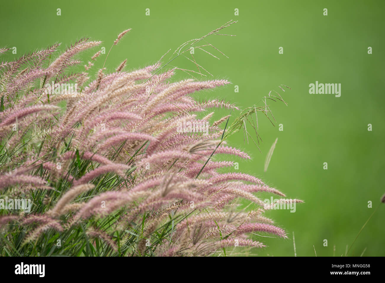 Squirrel tail grass hi-res stock photography and images - Alamy