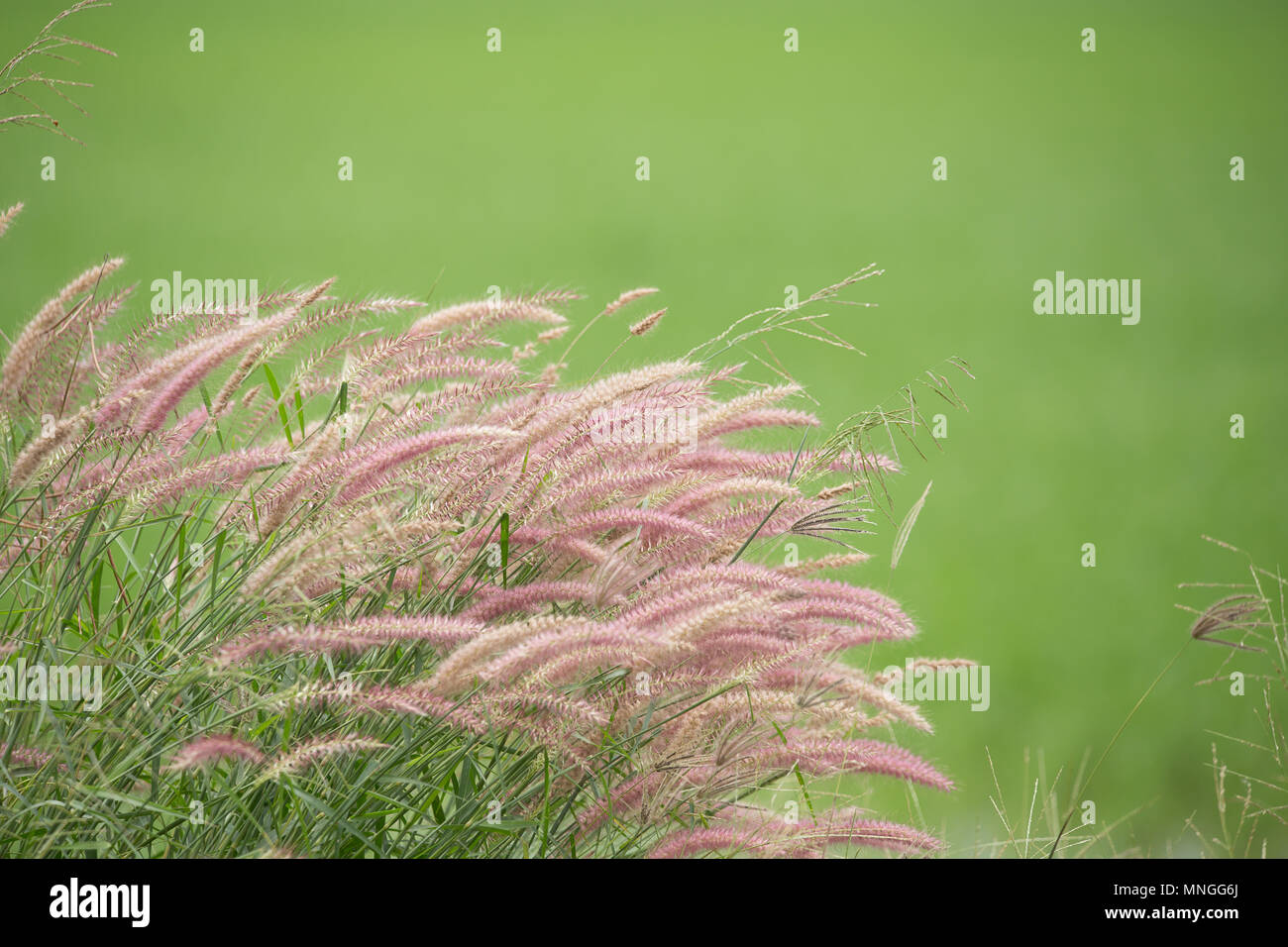 Squirrel tail grass ( URRIA CRINITA (L.) DESV.EXDC ) with green ...