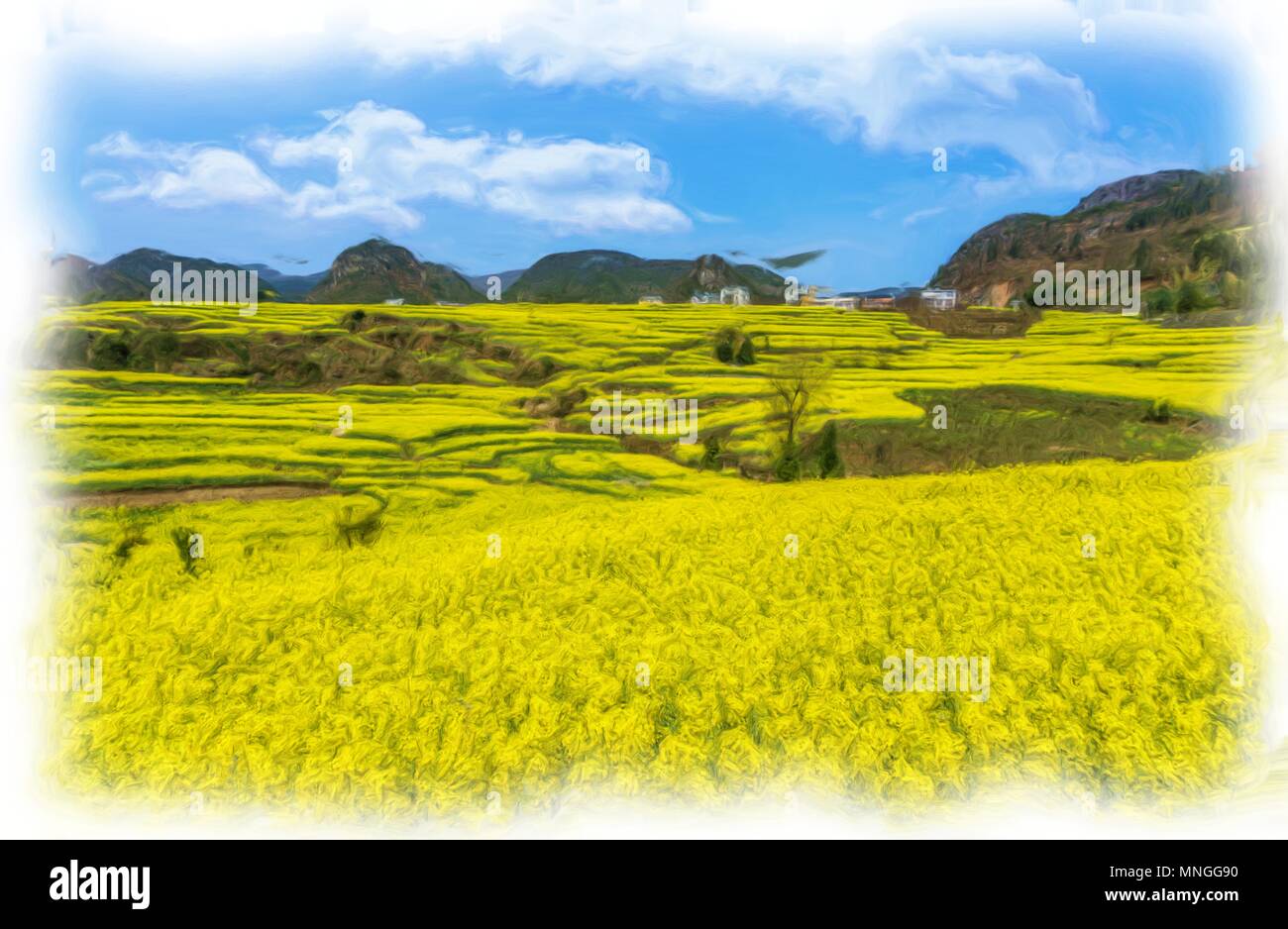 The Yellow Flowers of Rapeseed fields and houses on the hill with blue ...