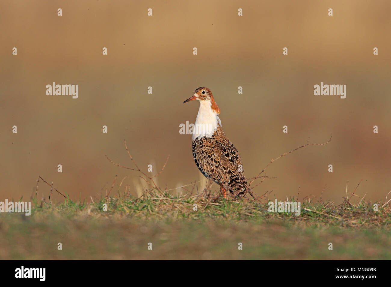 Lekking ruff hi-res stock photography and images - Alamy