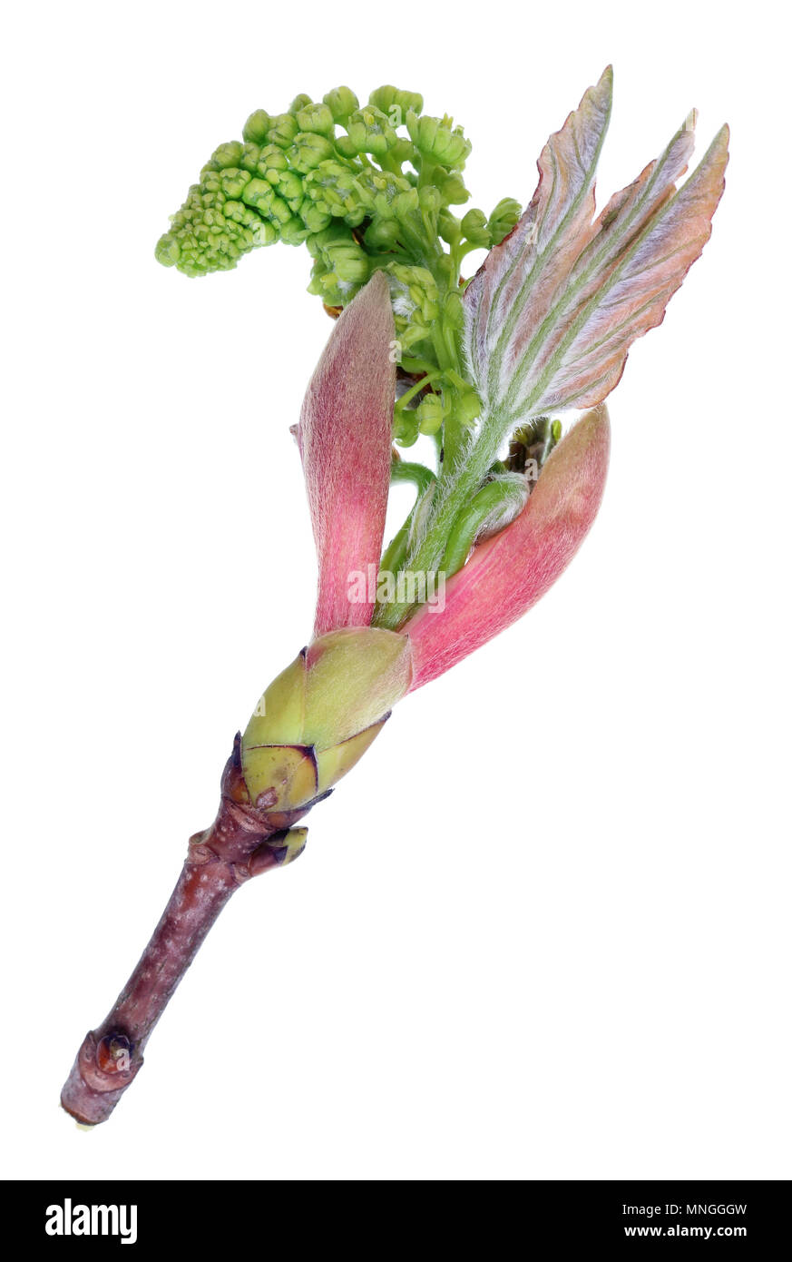 Young rowan tree Cut Out Stock Images & Pictures - Alamy